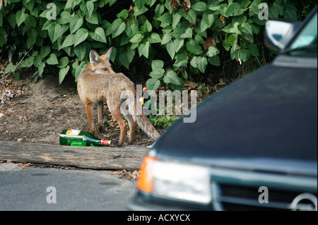A fox next to a parked car, Berlin, Germany Stock Photo - Alamy