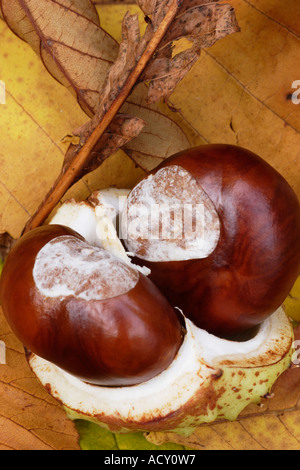 2 conkers in shells horse chestnuts autumn nuts seeds opened Stock ...