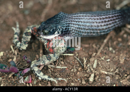 Herald Snake with Red Toad, Crotaphopeltis hotamboeia Stock Photo - Alamy
