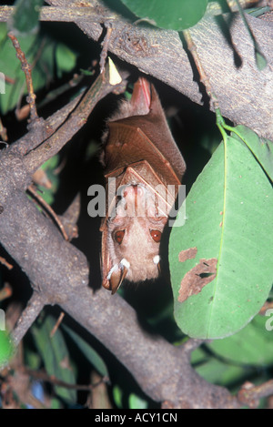 Straw-coloured fruit bats (Eidolon helvum) returning to daytime roost ...