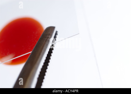 Microscope slide, forceps, cover slip with blood sample isolated on ...