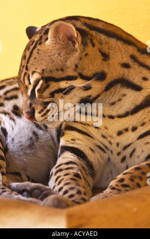 Sleepy Ocelot Felis pardalis Stock Photo - Alamy