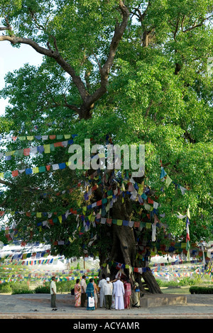 The sacred Bodhi tree.Lumbini.Birthplace of Lord Buddha.Nepal Stock ...