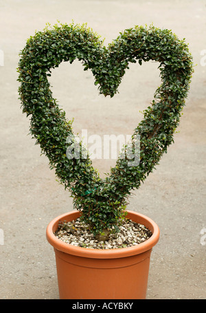 Topiary heart shape bush in Alice's garden in Tokyo Disneyland Hotel ...