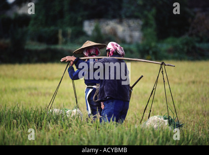 Chinese peasants working in the fields, China Stock Photo - Alamy