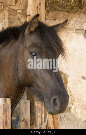 Hucul Pony, Carpathian Pony, Huzul. Herd galopping on a snowy meadow ...
