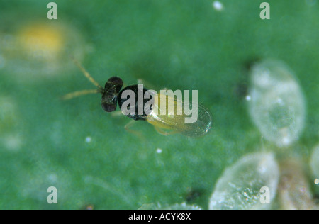 A parasitoid wasp (Encarsia formosa) among parasitised glasshouse ...