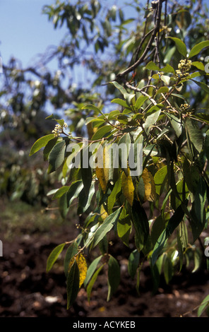 Close up of leaves of a khat plant in Yemen Stock Photo - Alamy