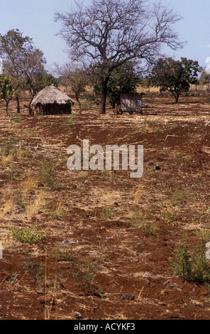 Meru farms Kenya East Africa The land is parched and dry Miraa is grown ...