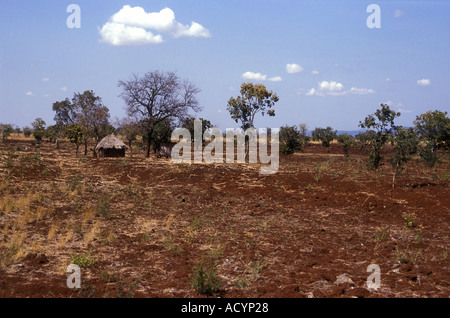 Meru farms Kenya East Africa The land is parched and dry Miraa is grown ...
