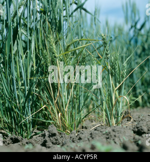 Dwarf bunt (Tilletia controversa) stunted plants in a wheat crop ...