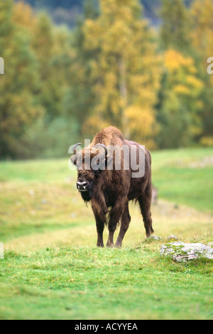 European bison Bison bonasus Scotland UK Stock Photo - Alamy