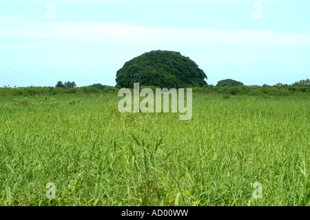 Baka tree, Viti Levu island, Fiji Stock Photo - Alamy