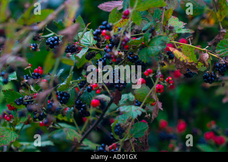 brambles (Rubus) Plantae Stock Photo - Alamy