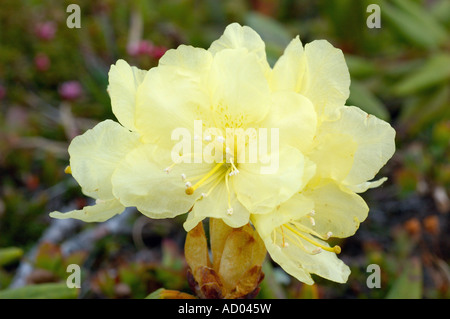 Attractive yellow flower of rhododendron Rhododendron aureum growing in ...