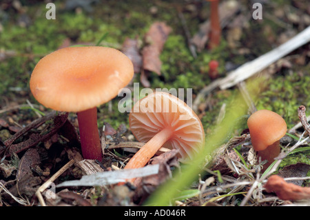 Laccaria laccata Lackluster Laccaria small flesh colored to orangish ...