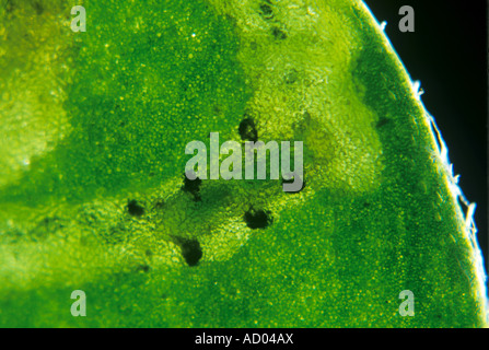 Parasitoid wasp (Diglyphus isaea) pupa developed externally on its ...