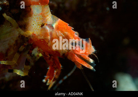 Super macro of minute beautifully colored shrimp latin name Lebbeus ...