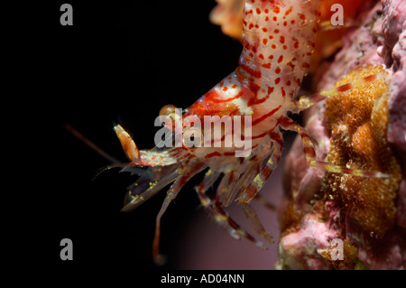 Super macro of minute beautifully colored shrimp latin name Lebbeus ...