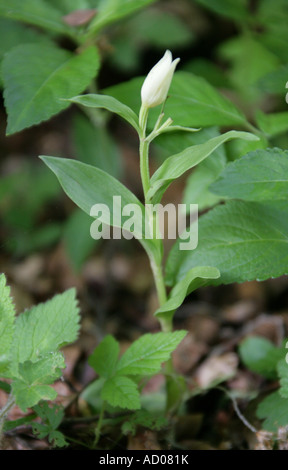 WHITE HELLEBORINE Cephalanthera damasonium (Orchidaceae Stock Photo - Alamy