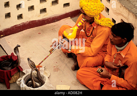 Snake charmer playing flute, two cobras dancing Stock Photo - Alamy