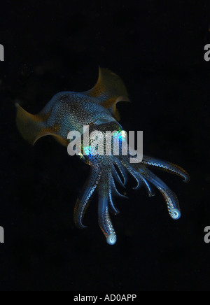squid, underwater, Indonesia, cephalopod, ink, tentacles, scuba, diving ...