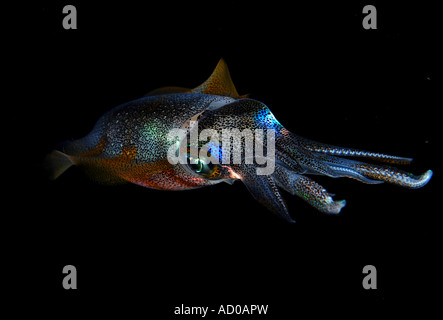 squid, underwater, Indonesia, cephalopod, ink, tentacles, scuba, diving ...
