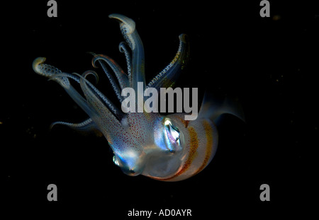 squid, underwater, Indonesia, cephalopod, ink, tentacles, scuba, diving ...
