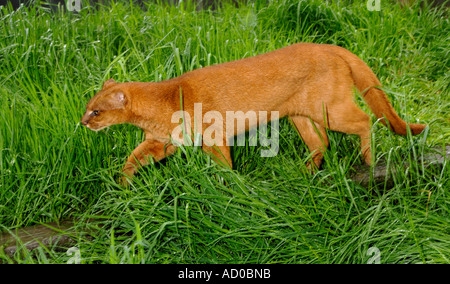 Jaguarundi (Herpailurus yagouaroundi), Central and Tropical South ...
