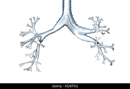 The bronchial tree and alveoli Stock Photo - Alamy