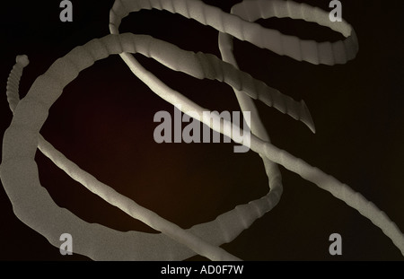 Illustration of a tapeworm Stock Photo - Alamy