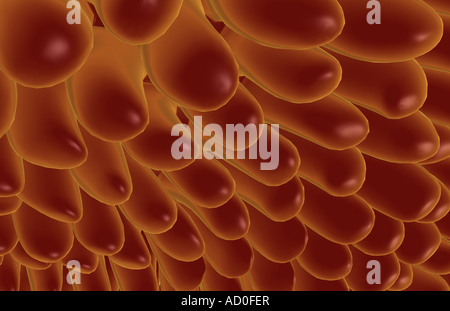 Close up view intestinal villi small finger-like projections that ...