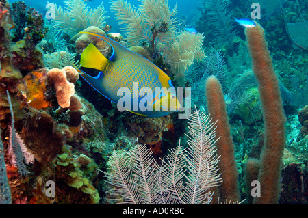 Queen Angelfish (Holacanthus ciliaris Stock Photo - Alamy
