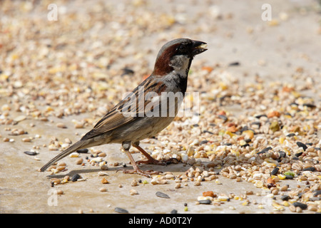 Songbird great tit eating food at a house garden porch fence in the ...