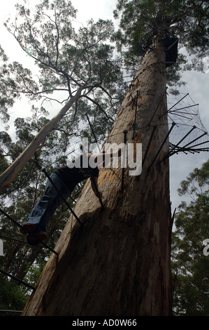 Giant Karri tree used as fire-lookout, Climbing a 60 metre high ...