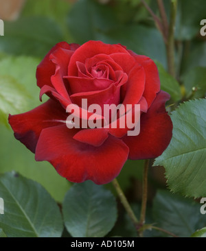 Rosa Glad Tidings a red rose bloom Stock Photo - Alamy
