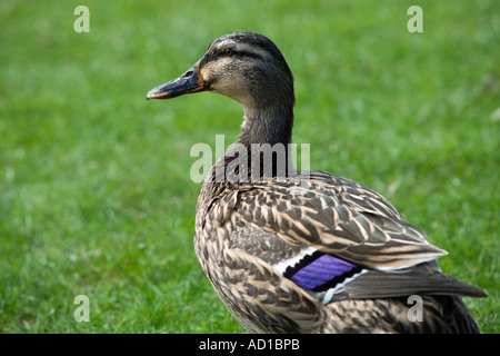 Female mallard duck (Anas platyrhynchos) landing. Photographed in ...