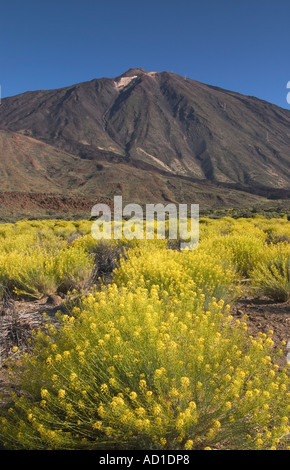 'Retama del Teide' in flower beneath El Teide, Parque nacional del ...