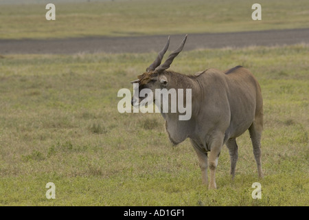 Eland bull antelope hump dewlap neck Taurotragus oryx Ngorongoro Crater ...
