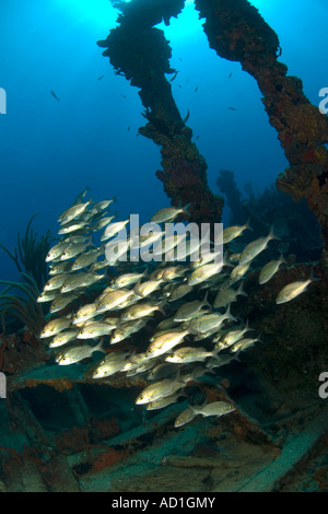 Rhone wreck Tortola British Virgin Islands BVI, underwater, scuba ...