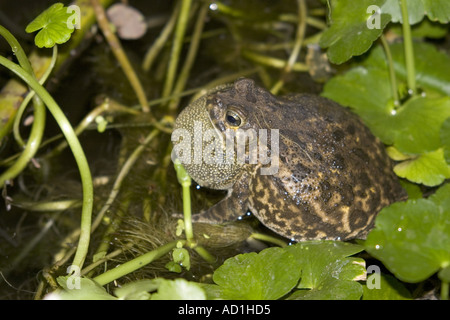 SQUARE-MARKED TOAD male calling Bufo regularis Okavango Delta, Botswana ...