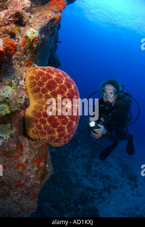 Colorful marine life underwater with starfish, reef fish, coral and ...