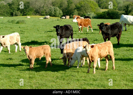 Jersey dairy cattle graze in the Welsh countryside near Ruthin Wales ...