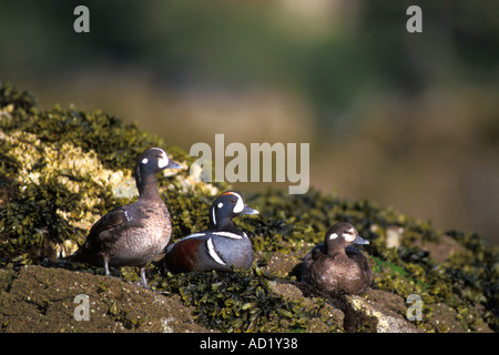 harlequin duck Histrionicus histrionicus in Saw Mill Bay Prince William ...