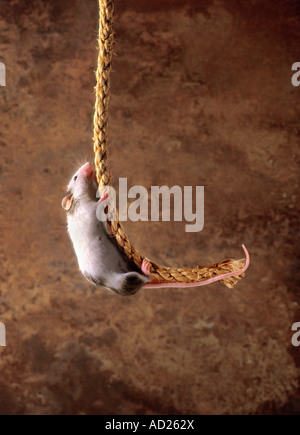 Mouse climbing up rope Stock Photo - Alamy