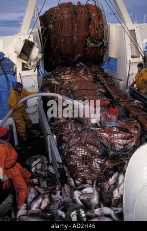 commercial fishing for pacific cod Gadus macrocephalus haul back on a ...