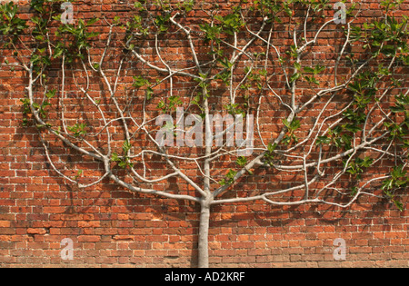 Fig tree trained against a wall inside a glasshouse at Arley Hall ...