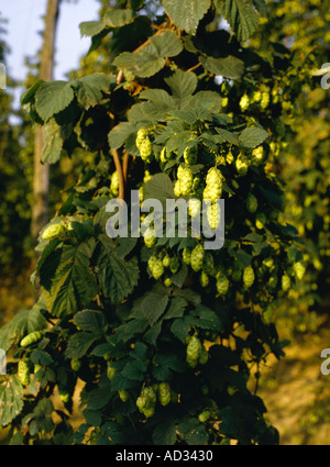 Hop vine / Hop Bine / Hop flowers growing wild amongst hedgerow plants ...
