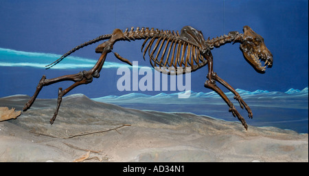 Extinct Dire wolf (Canis dirus) skeleton from Ice Age, at La Brea Tar ...