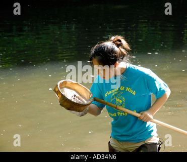 Teenage girl using net sampling river water for fish and invertebrate ...